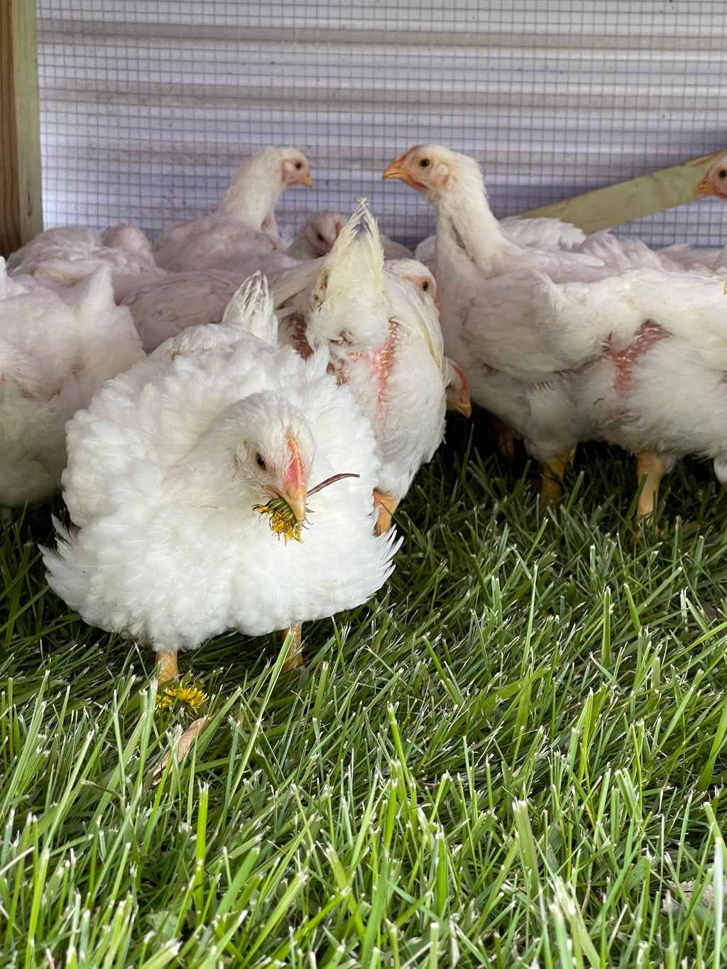 FACT Grant – Midwest Prime Farms